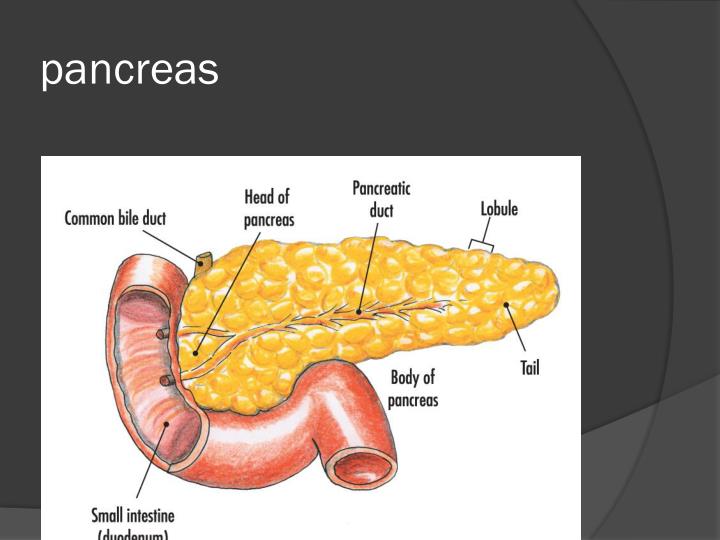 PPT - The Liver and Pancreas PowerPoint Presentation - ID:3717722