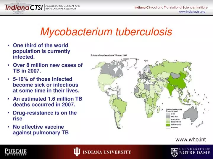 PPT - Mycobacterium tuberculosis PowerPoint Presentation, free download ...