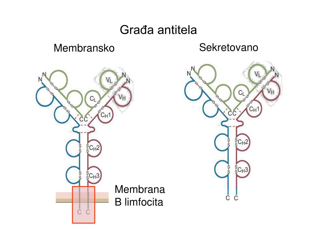 PPT - Receptori za antigen na limfocitima PowerPoint Presentation, free ...