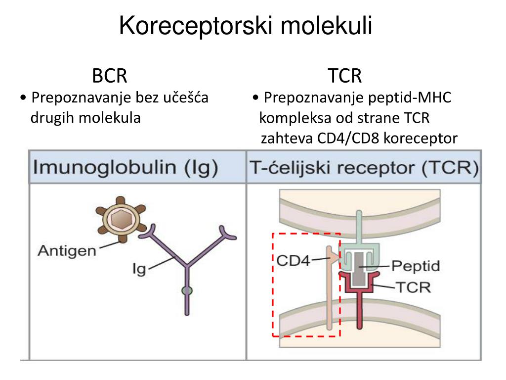 PPT - Receptori za antigen na limfocitima PowerPoint Presentation, free ...