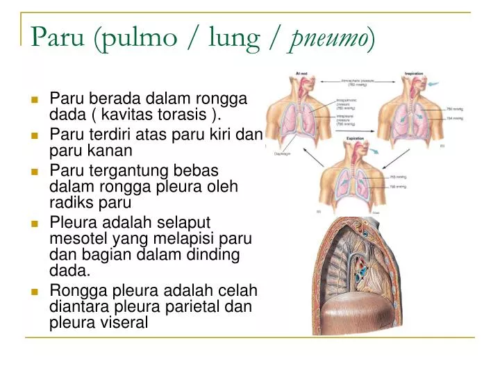 PPT - Paru (pulmo / lung / pneumo ) PowerPoint Presentation, free ...
