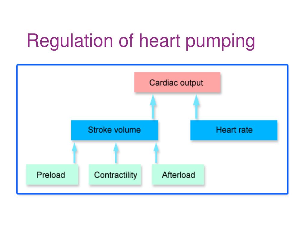 PPT - Cardiac Pumping PowerPoint Presentation, free download - ID:3719752 PPT - Cardiac Pumping PowerPoint Presentation, free download - ID:3719752