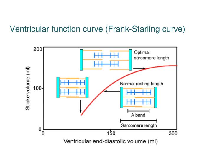 PPT - Cardiac Pumping PowerPoint Presentation - ID:3719752