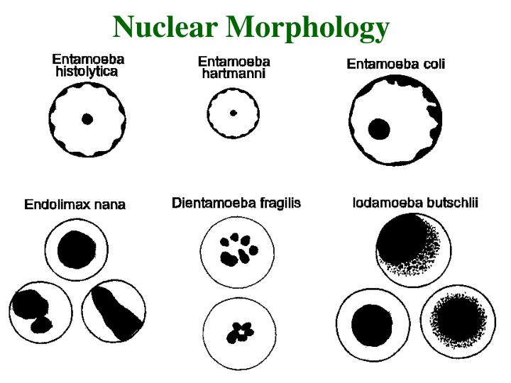PPT - Symbiotic Amebae in Human Intestines PowerPoint Presentation - ID ...