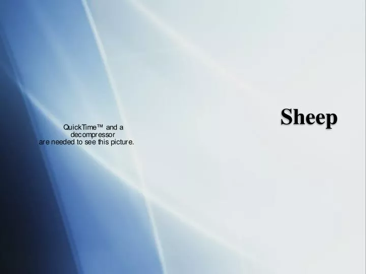 PPT - Sheep PowerPoint Presentation, free download - ID:3720427