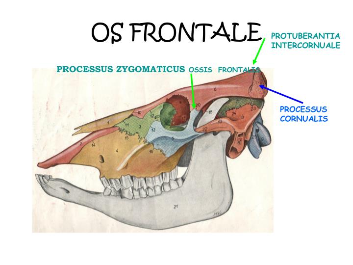 PPT - OSTEOLOGY PowerPoint Presentation - ID:3720738