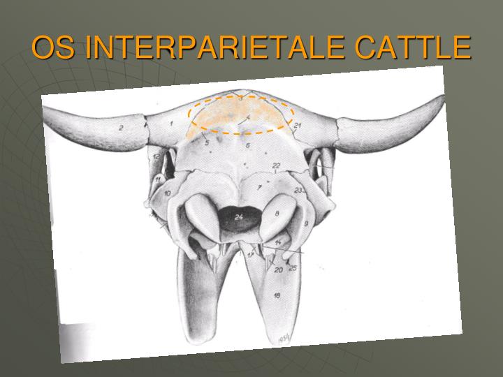 PPT - OSTEOLOGY PowerPoint Presentation - ID:3720738
