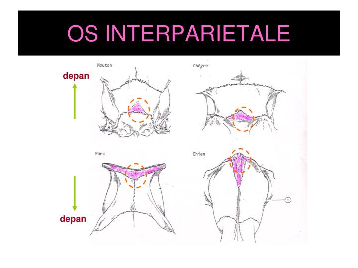 PPT - OSTEOLOGY PowerPoint Presentation - ID:3720738