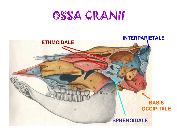 PPT - OSTEOLOGY PowerPoint Presentation - ID:3720738