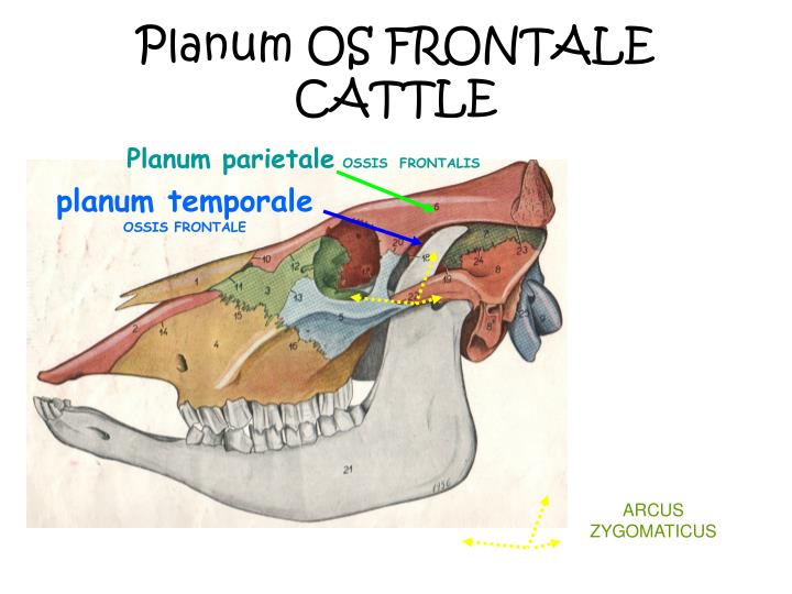 PPT - OSTEOLOGY PowerPoint Presentation - ID:3720738
