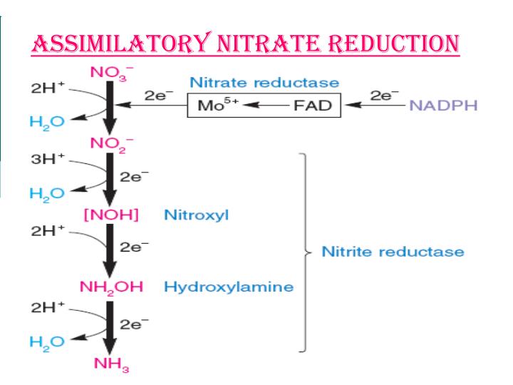 PPT - NITROGEN METABOLISM FIXATION PowerPoint Presentation - ID:3721303