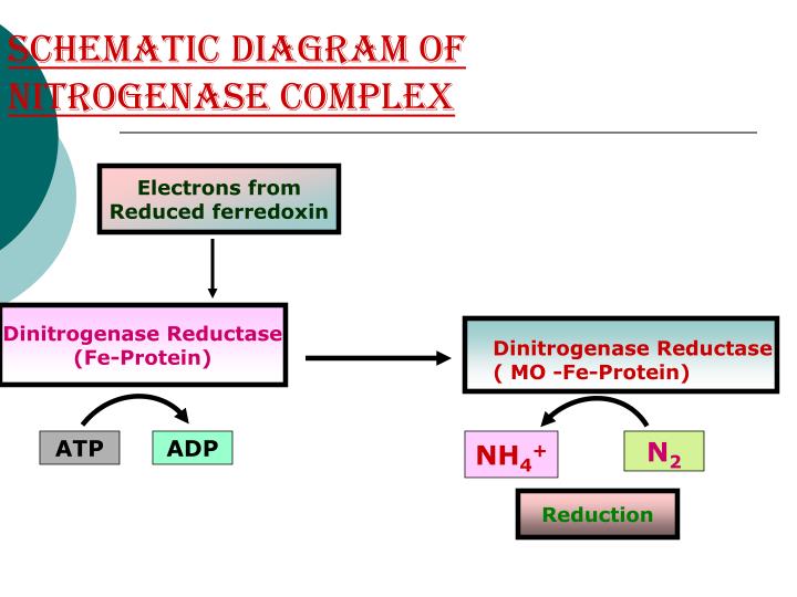 PPT - NITROGEN METABOLISM FIXATION PowerPoint Presentation - ID:3721303
