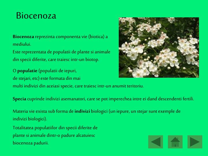 PPT - Ecosisteme PowerPoint Presentation - ID:3721321