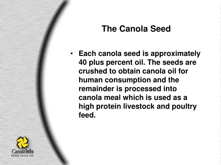PPT - What is Canola? PowerPoint Presentation - ID:3722473