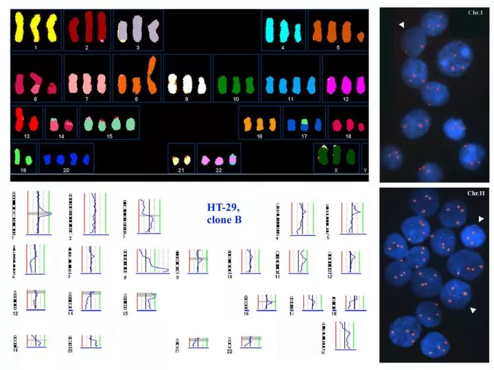 PPT - Cancer Chromosome Aberration Project (Ccap) PowerPoint ...