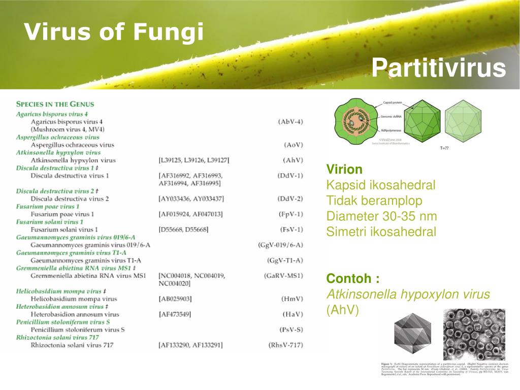PPT - Virus of Fungi, Yeast and Parasitic Microorganism. PowerPoint ...