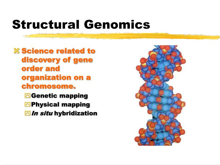 PPT - Genetic and Genomic Resources in Maize Georgia Davis Asst ...