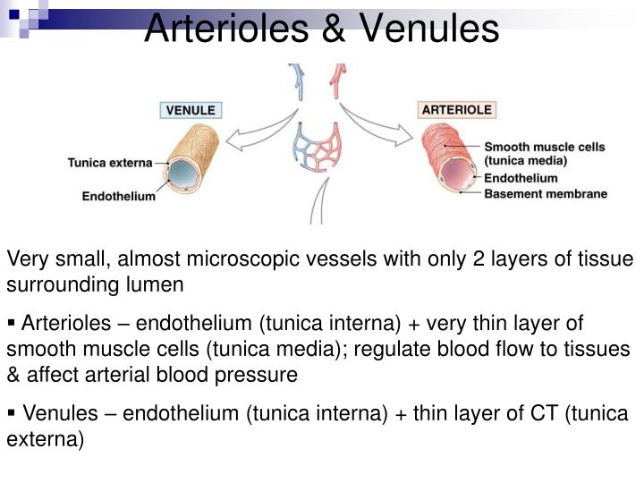 PPT - Cardiovascular system - Blood Vessels Anatomy Chap. 22 PowerPoint ...