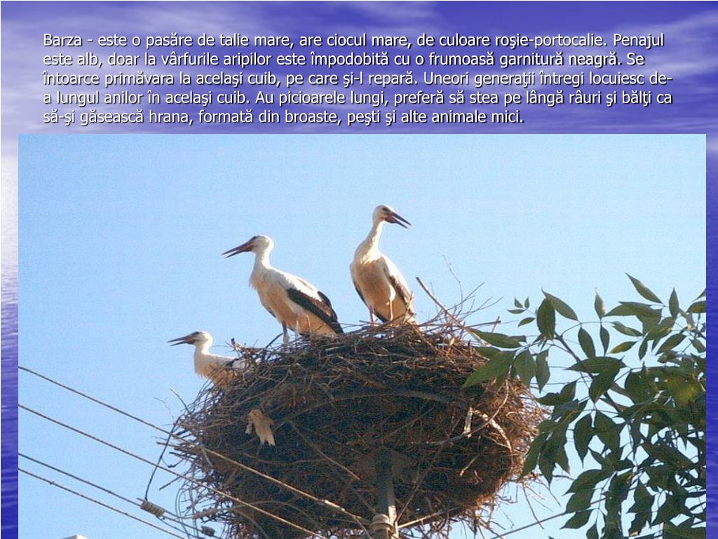 PPT - Graurul - este o pasare migratoare cu cioc ascutit si cu penaj ...