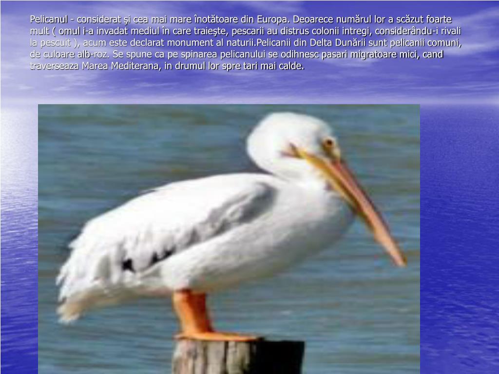 PPT - Graurul - este o pasare migratoare cu cioc ascutit si cu penaj ...
