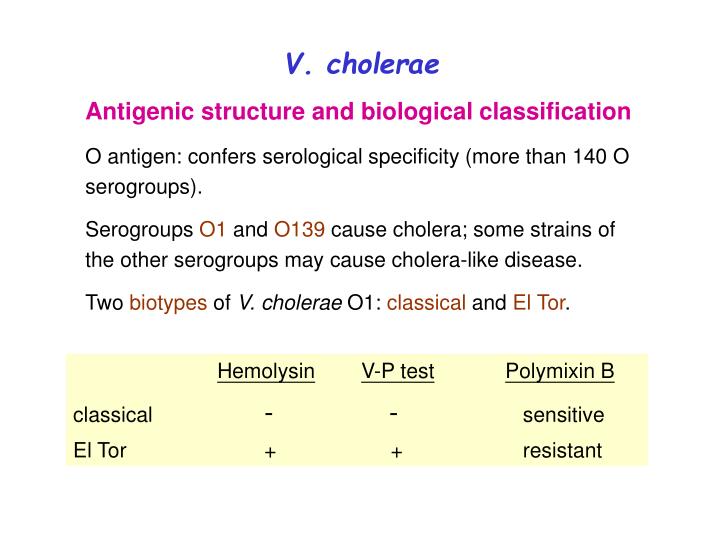 PPT - Vibrio V. cholerae : cholera V. parahaemolyticus ...