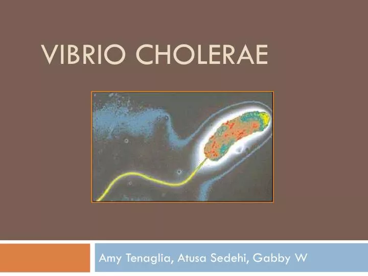 PPT - Vibrio cholerae PowerPoint Presentation, free download - ID:3726677