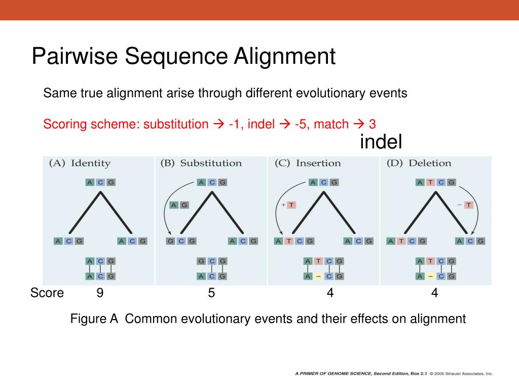 Ppt Pairwise Sequence Alignment Powerpoint Presentation Free