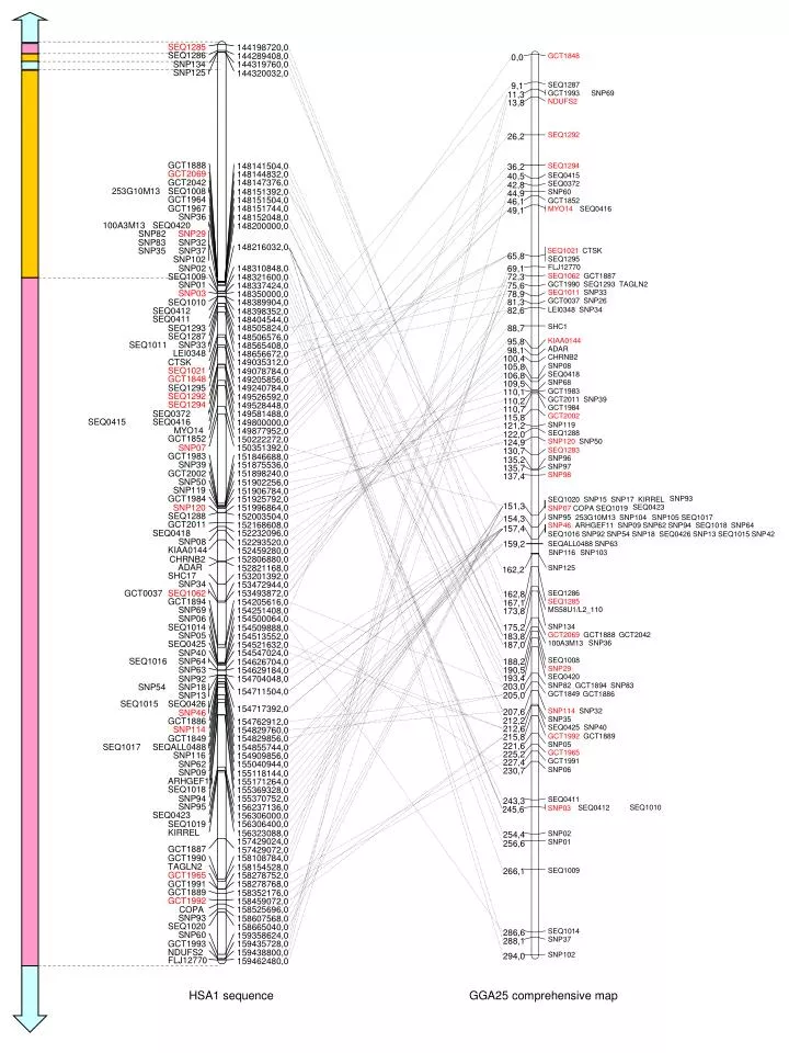 PPT - HSA1 sequence PowerPoint Presentation, free download - ID:3727226