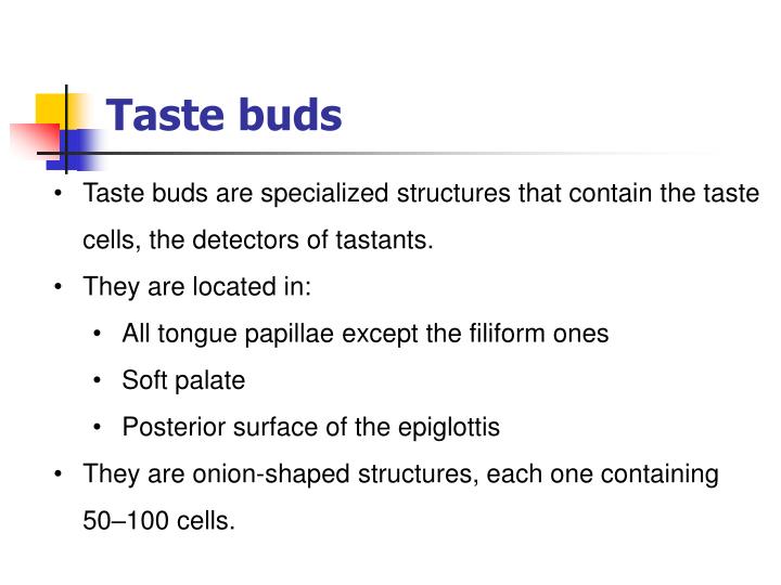PPT - Oral Mucosa PowerPoint Presentation - ID:3729500