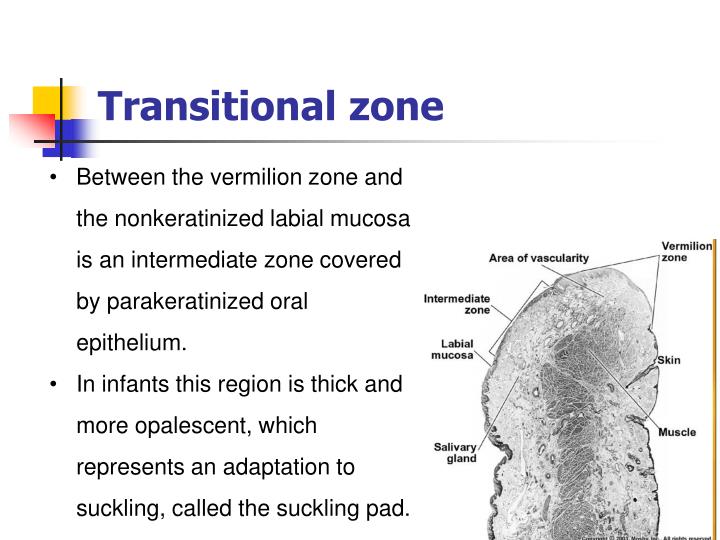 PPT - Oral Mucosa PowerPoint Presentation - ID:3729500