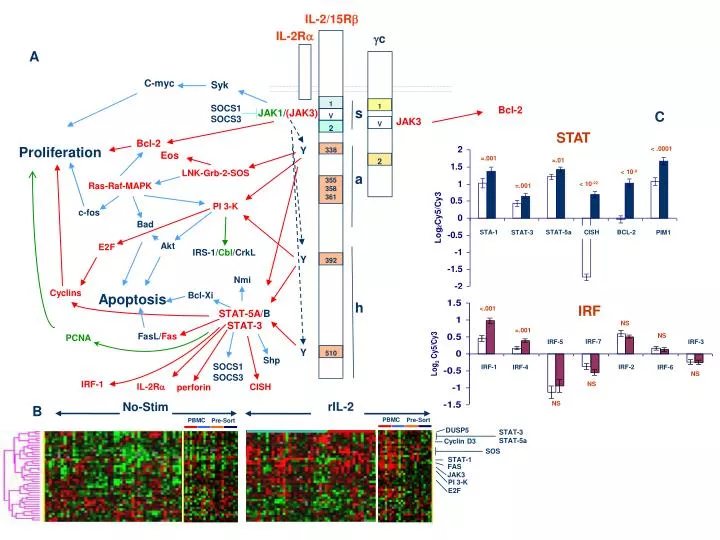 PPT - Cyclin D3 PowerPoint Presentation, free download - ID:3729637