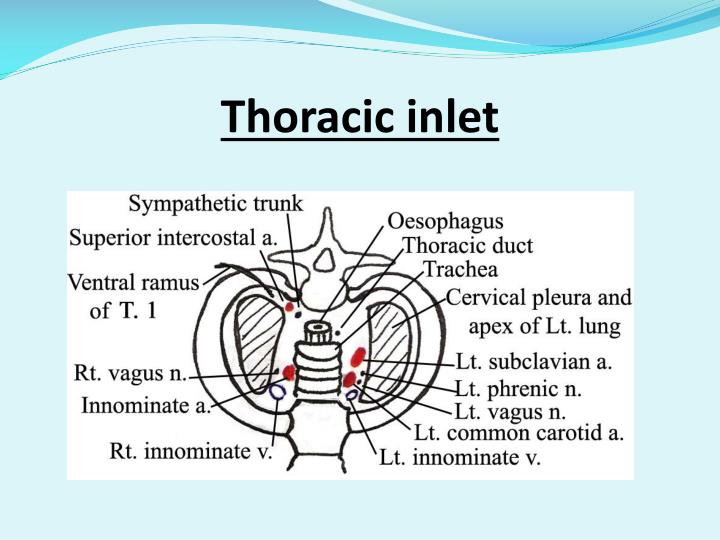 Thoracic Inlet Anatomy