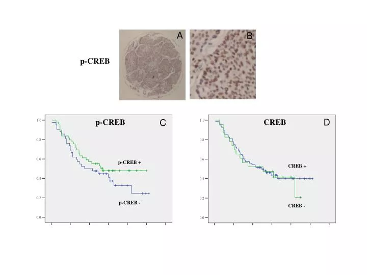 PPT - CREB PowerPoint Presentation, free download - ID:3731694