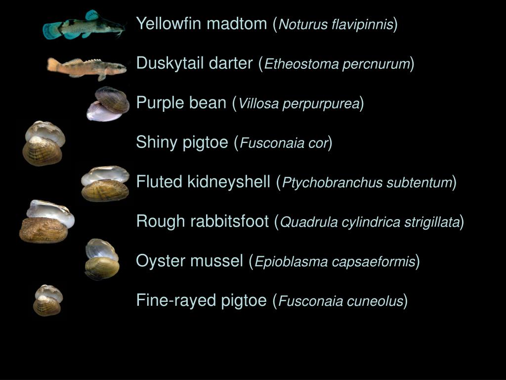 PPT - Opportunity for Recovery of Mussels in Copper Creek, Russell and ...