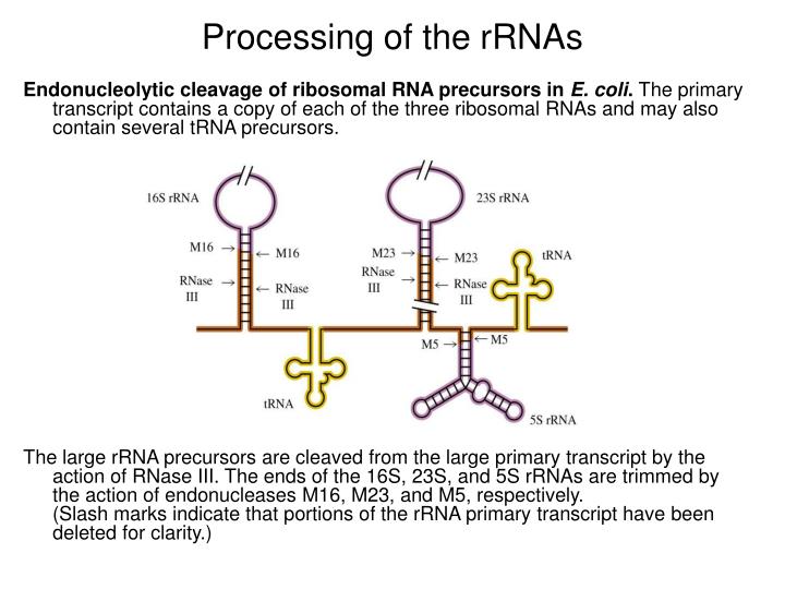 PPT - Transcription: information transfer from DNA to RNA PowerPoint ...