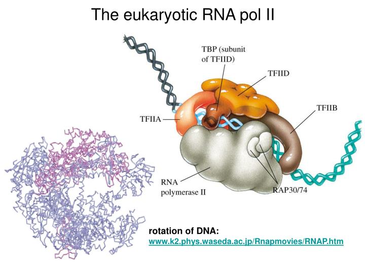 PPT - Transcription: information transfer from DNA to RNA PowerPoint ...