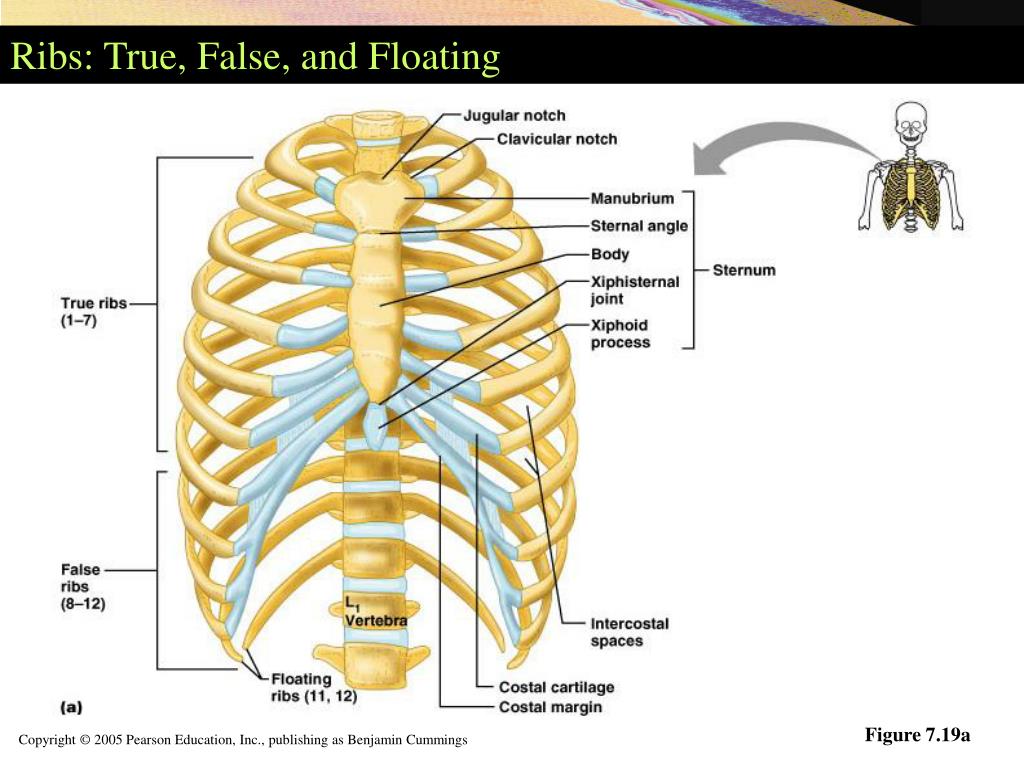 PPT General Structure Of Vertebrae PowerPoint Presentation Free PPT General Structure Of Vertebrae PowerPoint Presentation Free
