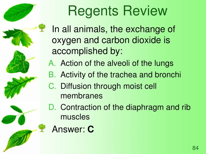 PPT - Photosynthesis & Cellular Respiration PowerPoint Presentation ...