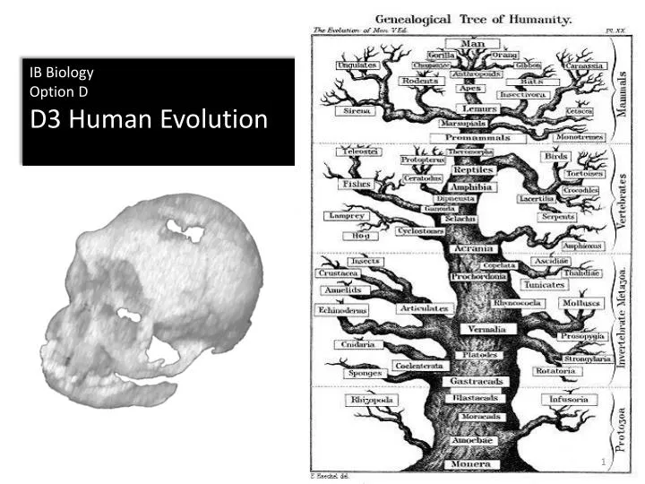 PPT - IB Biology Option D D3 Human Evolution PowerPoint Presentation, free download - ID:3733889