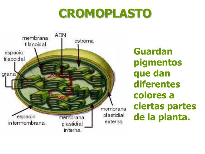 PPT - CÉLULA VEGETAL PowerPoint Presentation - ID:3734290