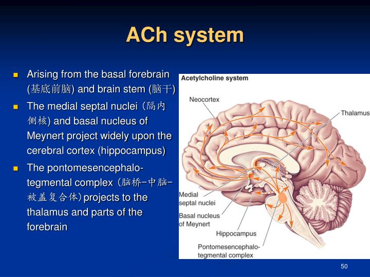 PPT - Neurotransmitter PowerPoint Presentation - ID:3735781