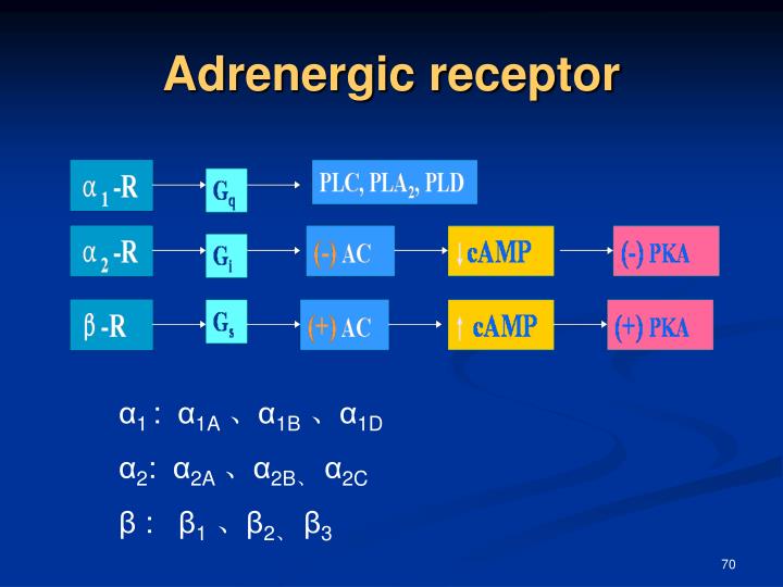 PPT - Neurotransmitter PowerPoint Presentation - ID:3735781