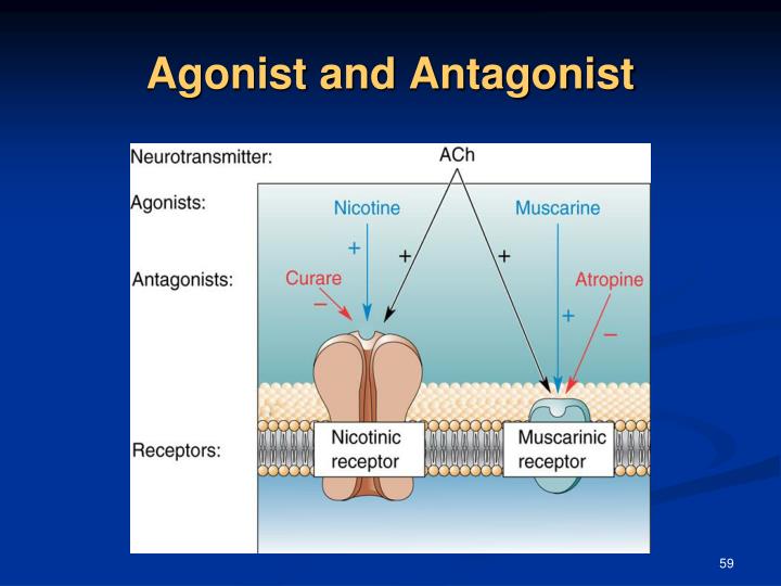 PPT - Neurotransmitter PowerPoint Presentation - ID:3735781