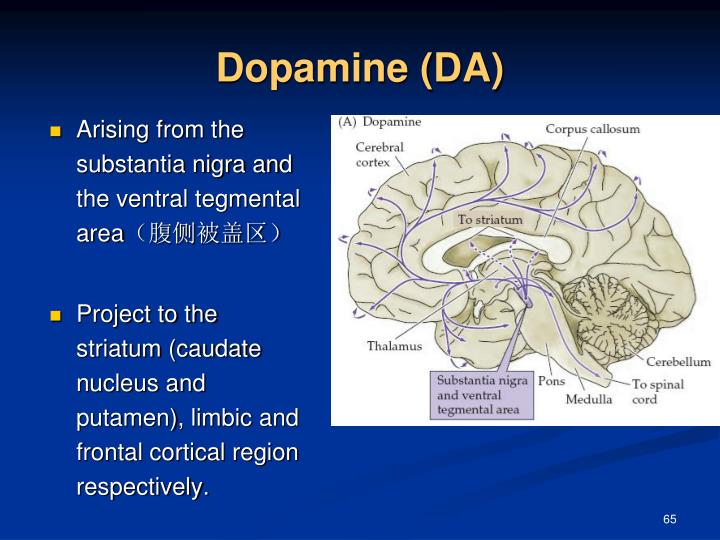 PPT - Neurotransmitter PowerPoint Presentation - ID:3735781