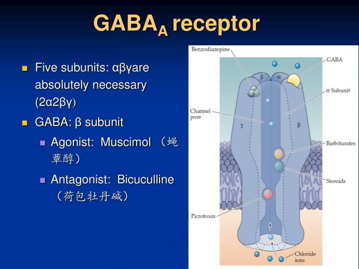 PPT - Neurotransmitter PowerPoint Presentation - ID:3735781