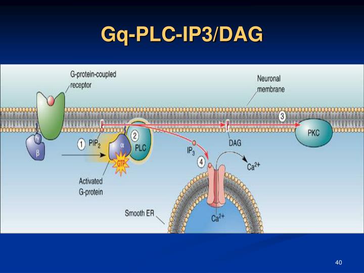 PPT - Neurotransmitter PowerPoint Presentation - ID:3735781