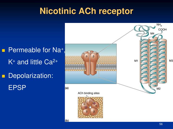 PPT - Neurotransmitter PowerPoint Presentation - ID:3735781