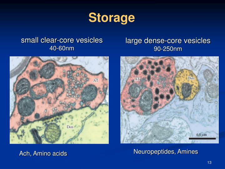 PPT - Neurotransmitter PowerPoint Presentation - ID:3735781