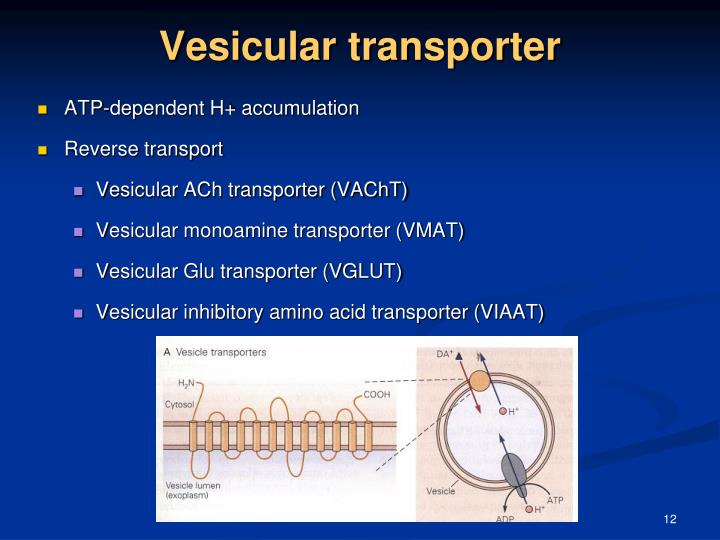 PPT - Neurotransmitter PowerPoint Presentation - ID:3735781