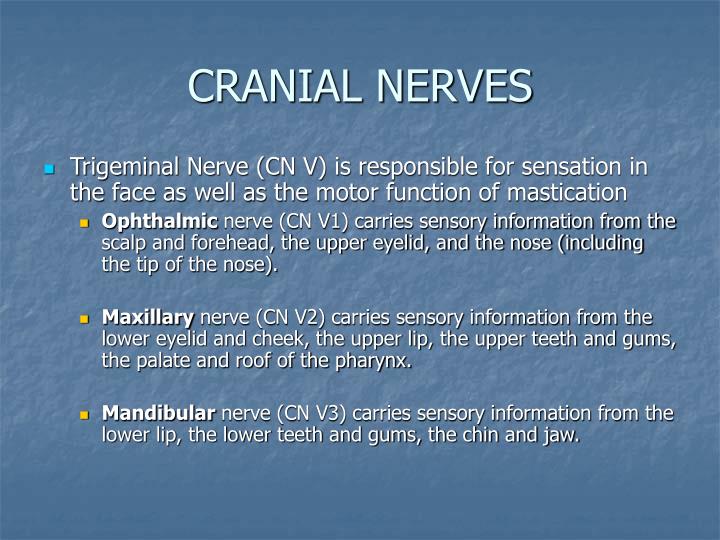 PPT - Clivus Bone Metastasis: Review of Cranial Nerves PowerPoint ...